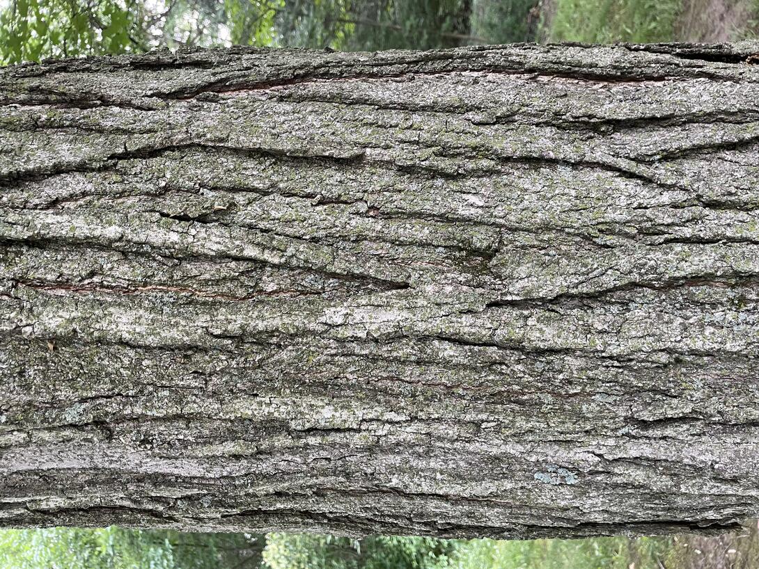 Black Maple | CMP Tree Selection Tool